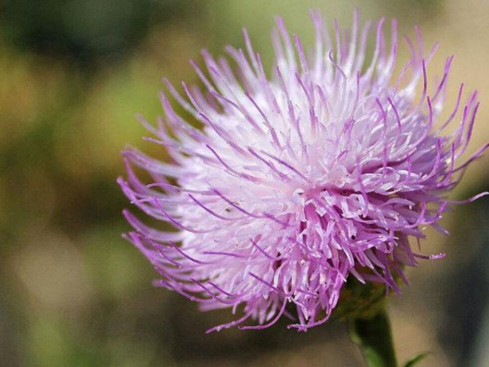 Inmarcesible - hablarydecir